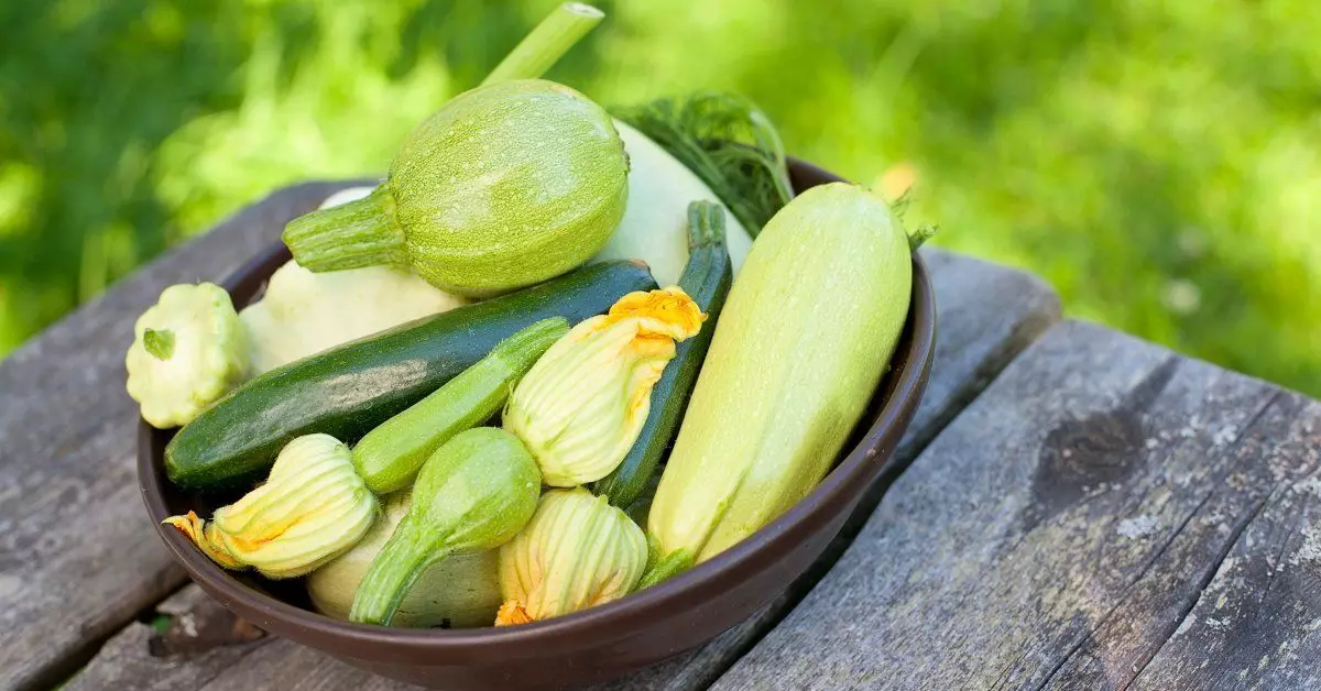 Unsa ang zucchini - tanan bahin sa mga lahi ug ilang appointment