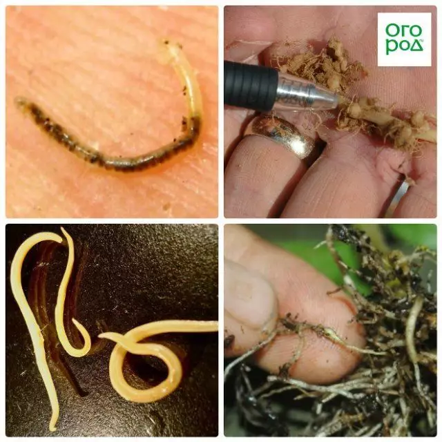 Métodos de combater os nematodos que funcionan