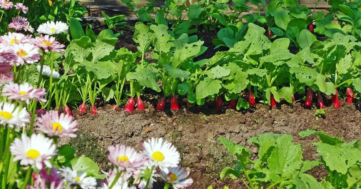 Xardín decorativo, ou como cultivar flores e verduras nunha cama