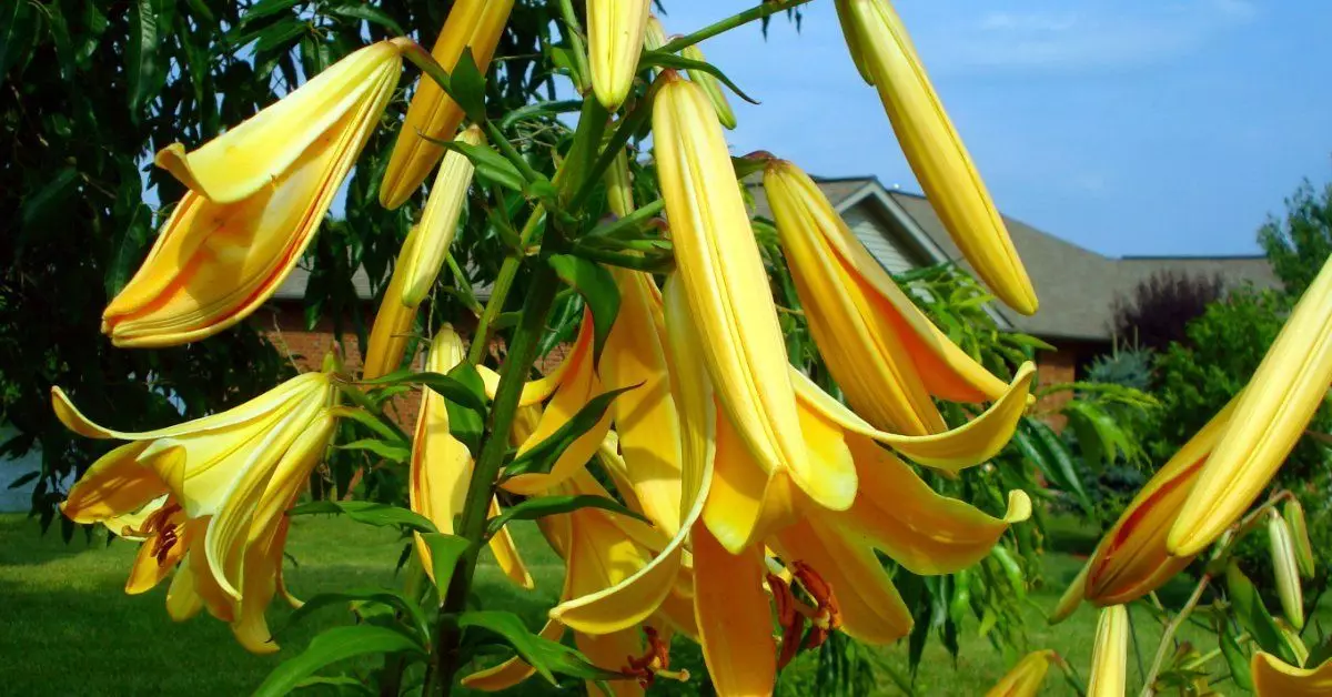 ყველაზე ლამაზი ჯიშების tubular lilies