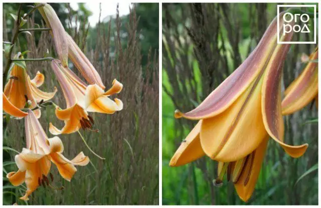 Tubular Lilies Afrikaanske keninginne