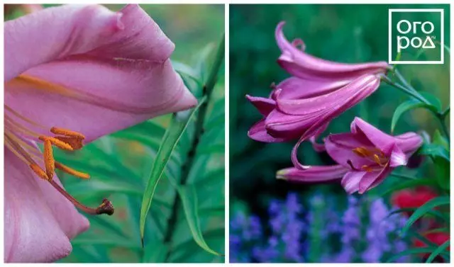 নলাকার lilies গোলাপী perfex