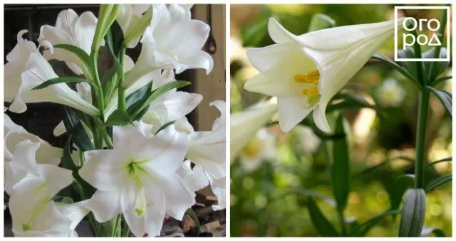 Cevasti liliji beli ameriški