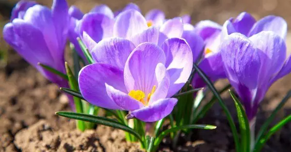 لینڈنگ Crocuses. کے لئے 5 اختیارات