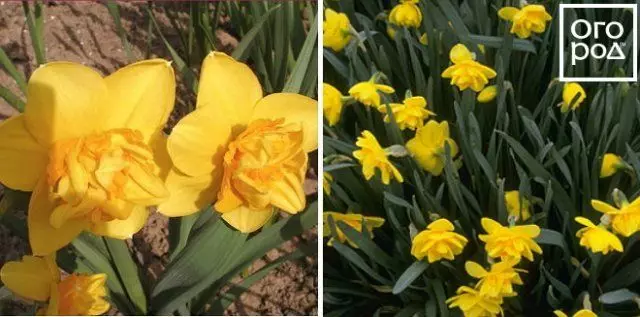 Daffodils सर्वात सुंदर वाण च्या शीर्ष - 9