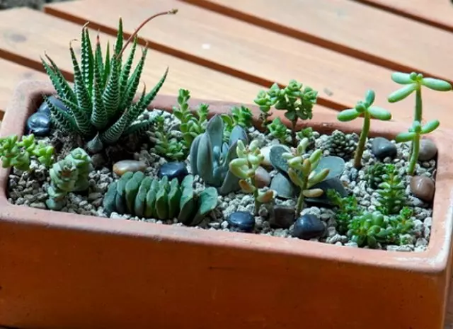 Succulents