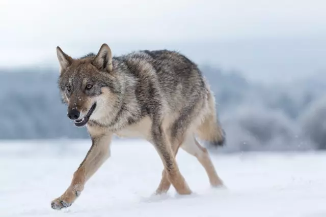 Wolf mu chithunzi cha chisanu