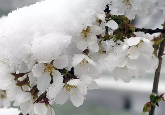 Körsbärsblommor under snön