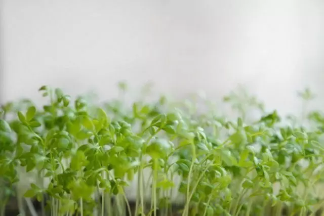 Nós cultivamos plantas com crianças em casa salada de agrião