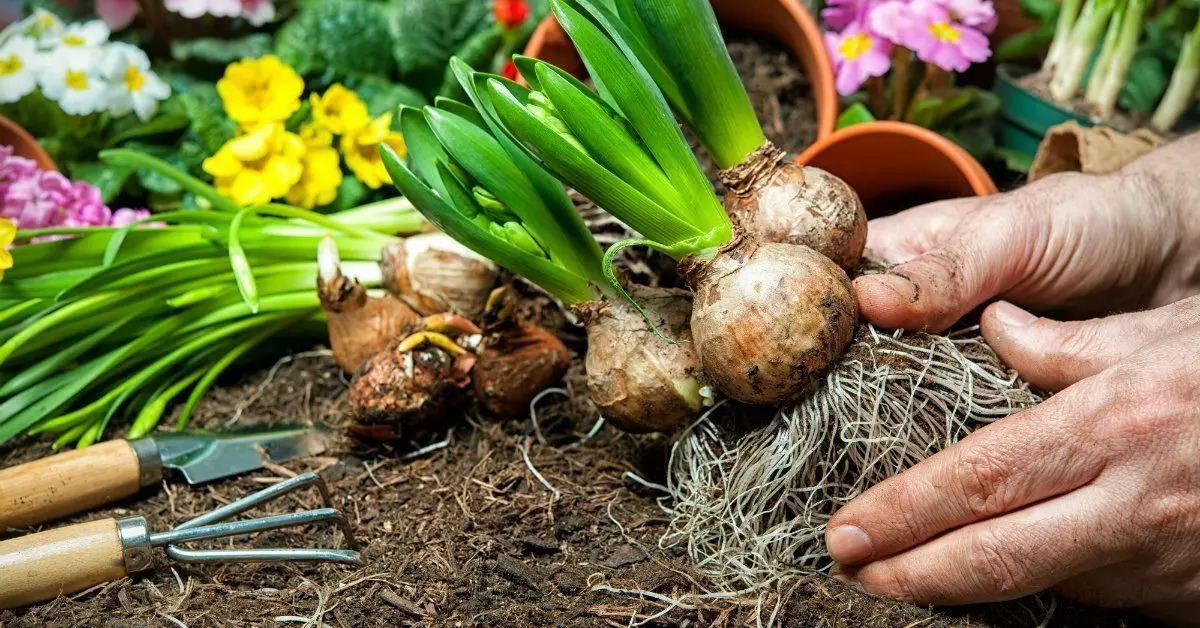 Kalena o le tulaueleele i luga o pulu ma tuberukovichi lanu