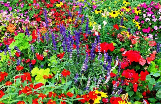 how to combine plants on flower bed