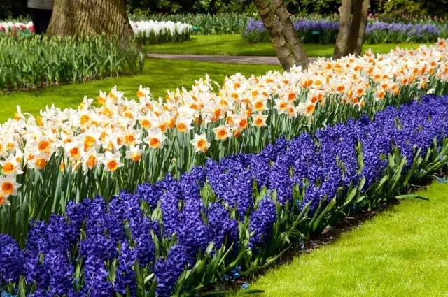 Hoe kinne jo planten op blommen bed kombinearje