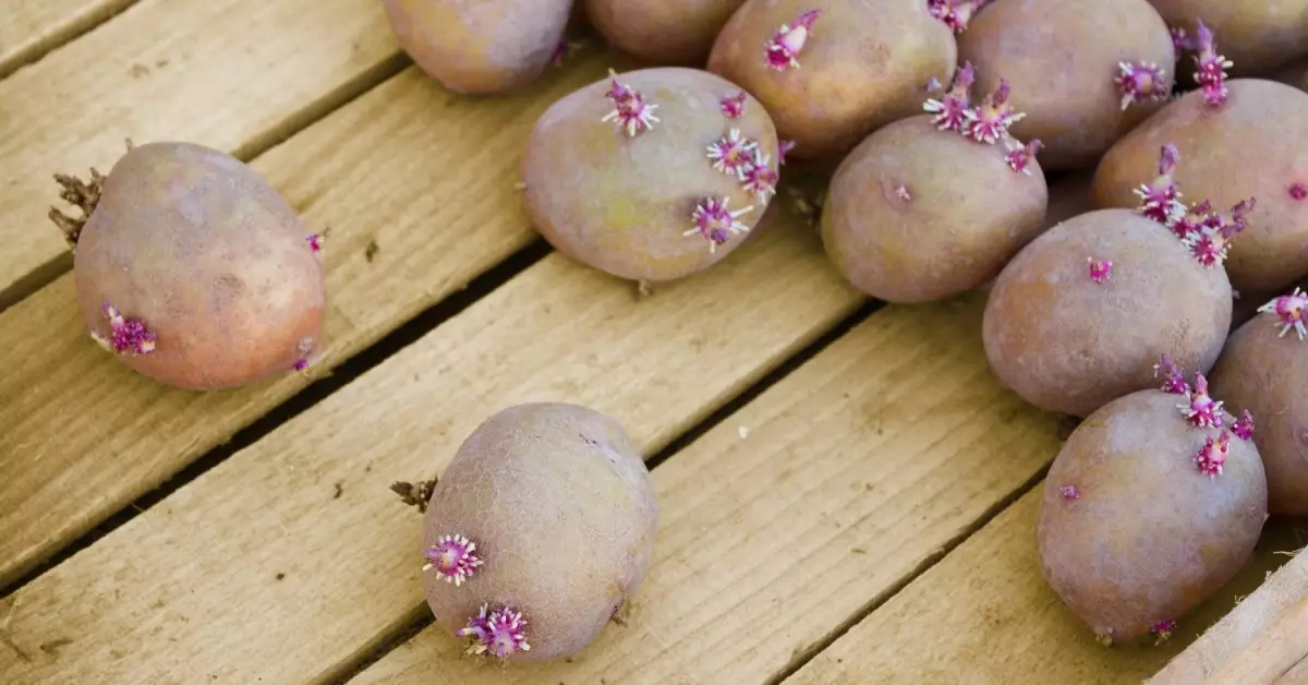 Përgatitja e tubave të patates në ulje: si të mos humbasësh momente të rëndësishme