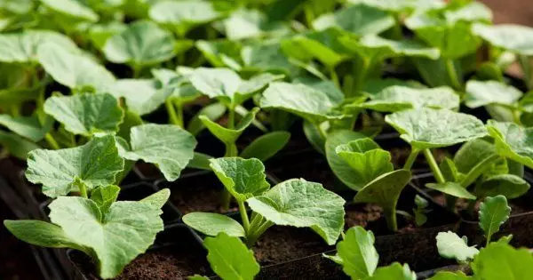 Mea lilo o le tuputupu ae fatu o zucchini