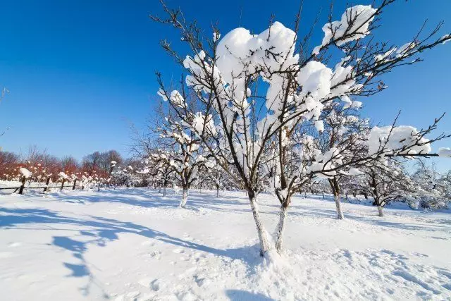 Tre i snø