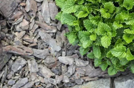 Høstgjødsel - enn å mate hagen, hagen og blomsterbenet på slutten av sesongen 2024_11