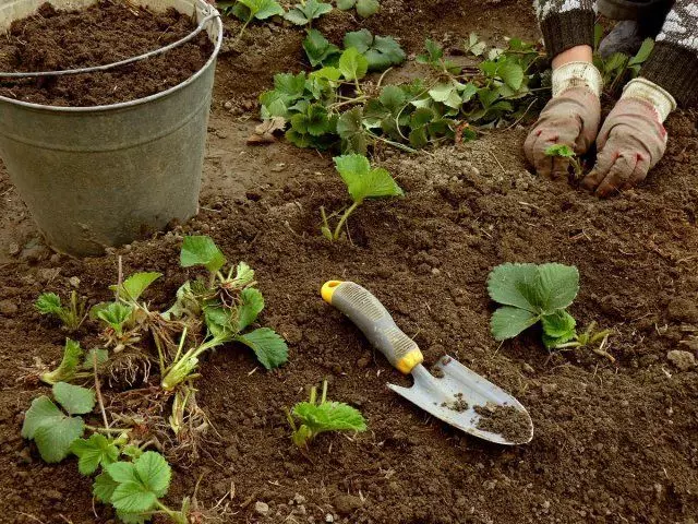 Strawberry transplantasyon