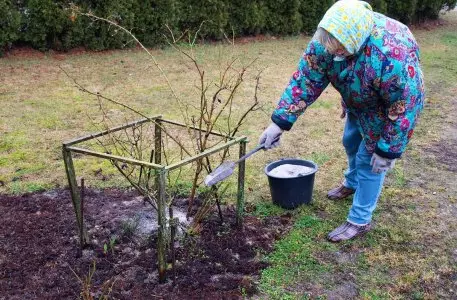 Bogunyň ahyrynda bag, bagyň we gül düşegini iýmitlendirmekden ýa-da möwsümiň ahyrynda 2024_20