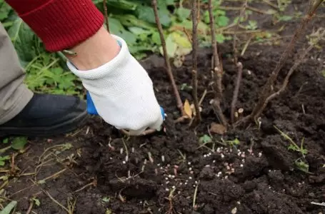 Høstgjødsel - enn å mate hagen, hagen og blomsterbenet på slutten av sesongen 2024_3