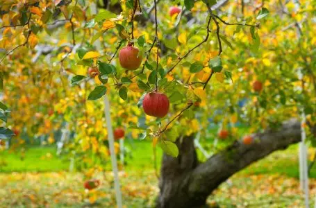 Baja Autumn - daripada memberi makan taman, taman dan katil bunga pada akhir musim 2024_4