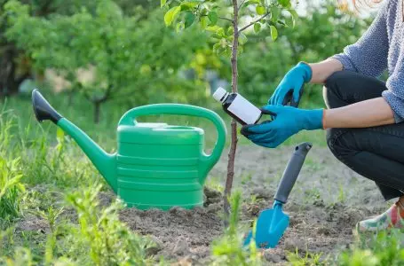 Høstgjødsel - enn å mate hagen, hagen og blomsterbenet på slutten av sesongen 2024_7