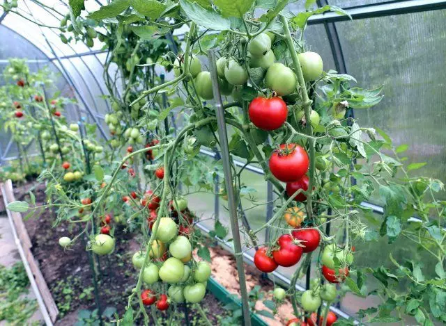 Tomater i Teplice.