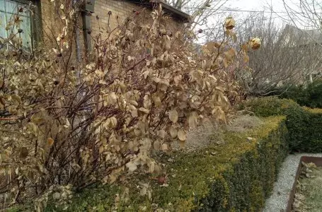 Бақша гүлдерін күзде тамақтандырудан гөрі, көктемде олар гүлдейді 2037_3