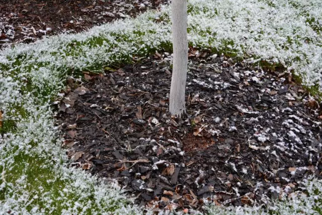 Mulch The Rolling Circle