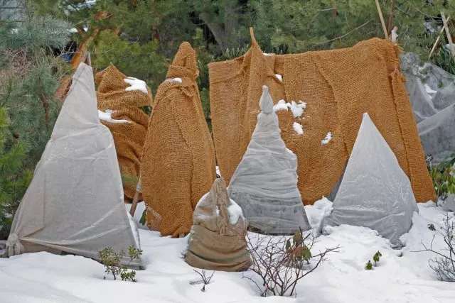 Ocultar as árbores para o inverno