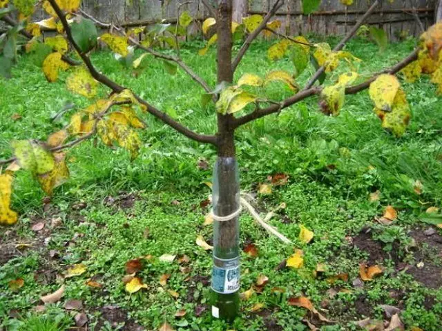 Shelter of trees from bottle rodents