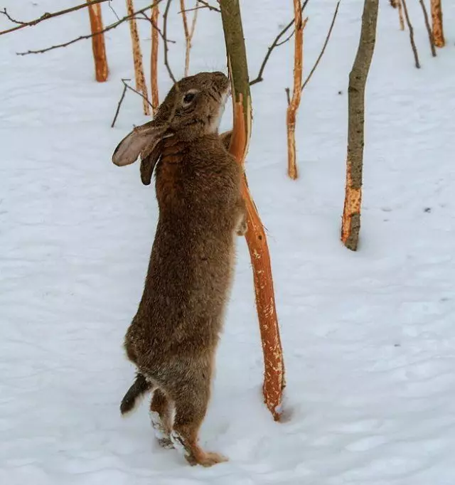 Hare eats a tree bark