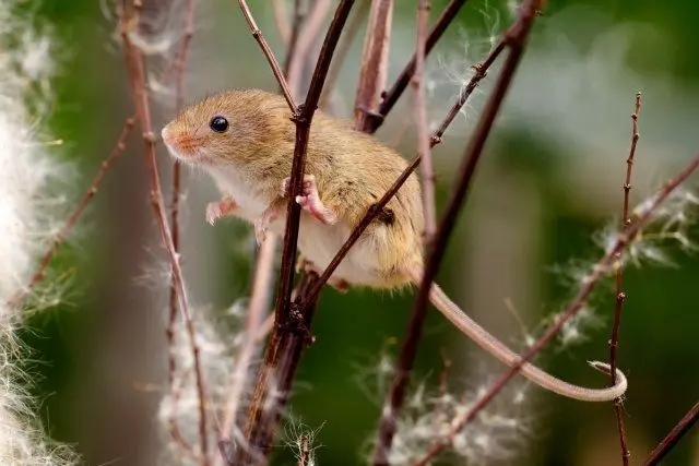 Mouse in the tree