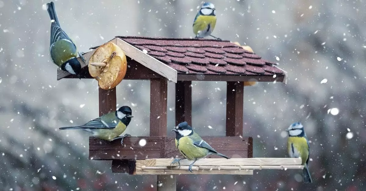 What feed birds in winter is not harmful!