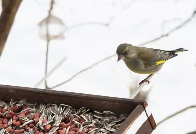 Mida saab ja mida ei saa lindudele talvel anda