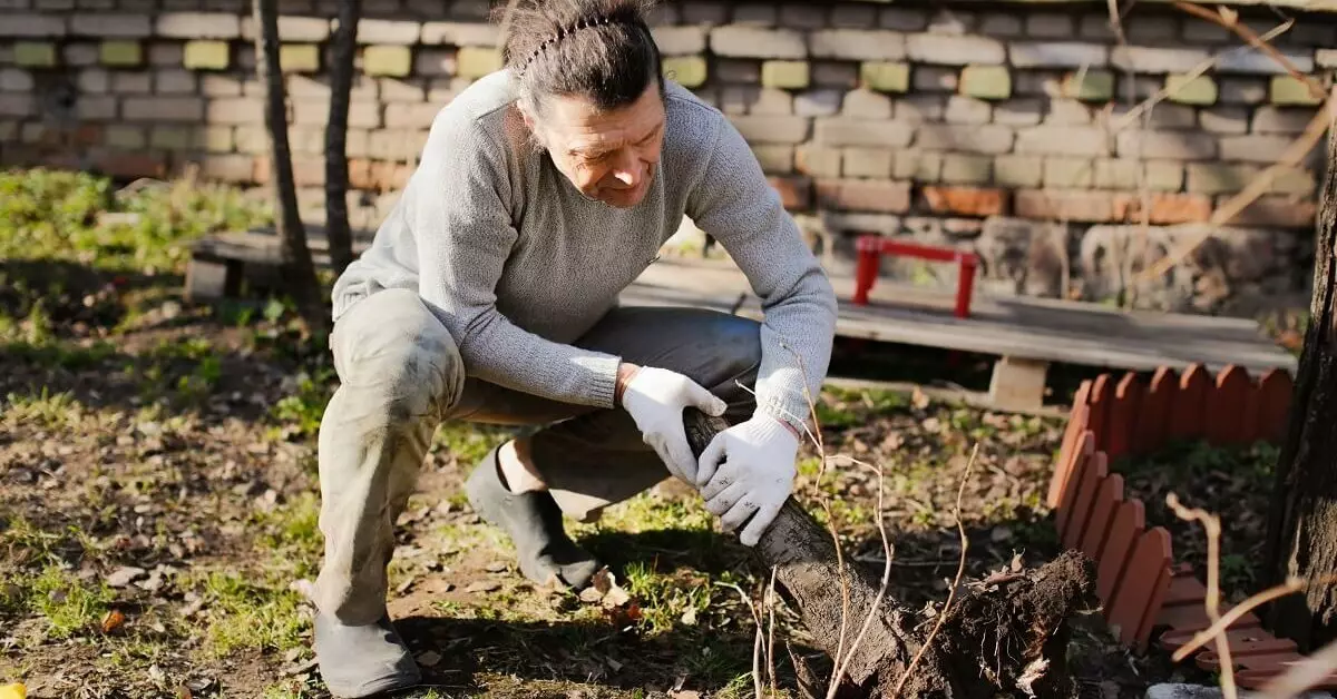 9 effective ways to reverse the old stump on the plot