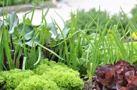 Wat kin groeie yn 'e winter yn' e glêstún - griene vitaminen it heule jier rûn