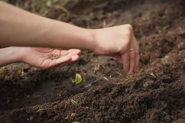 Sowing Ukropia