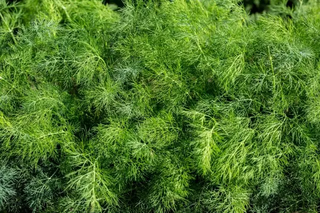 Bush Dill