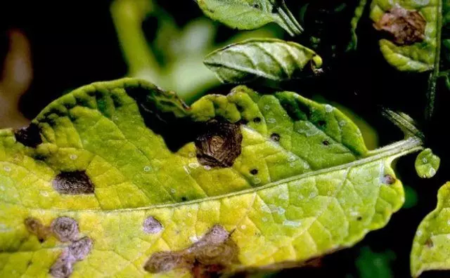 The most dangerous diseases of vegetables - photos, descriptions and measures of struggle in tables