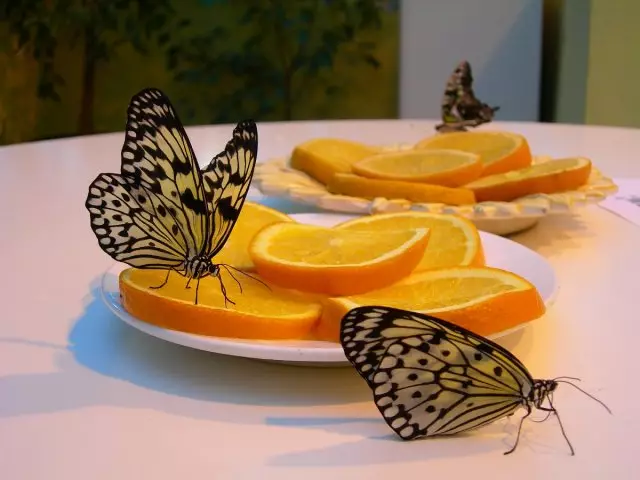Schmetterlinge auf Orange.