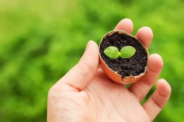 ಮೊಟ್ಟೆಯ ಸಾಹಸದಲ್ಲಿ ಮೊಳಕೆ