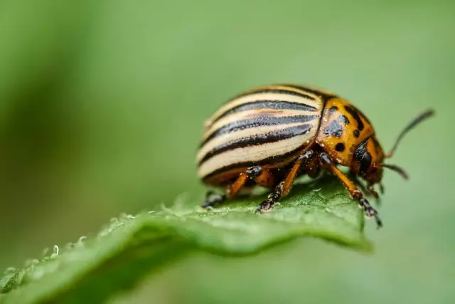 Colorado beetle sa patatas