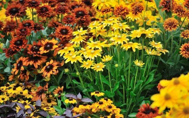 rudbeckia