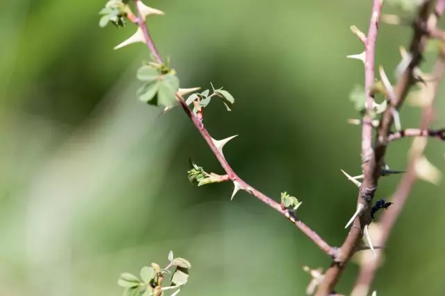 ພຸ່ມໄມ້ທີ່ມີຫມາມ