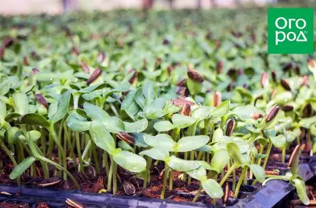 30 rostos no jardim, jardim e canteiro de flores em dezembro 2088_20