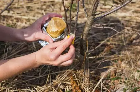 Dekabr aýynda bagda, bagda bagda we gül krosy 2088_6