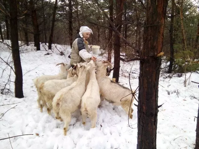 Família de cabres Buryakov