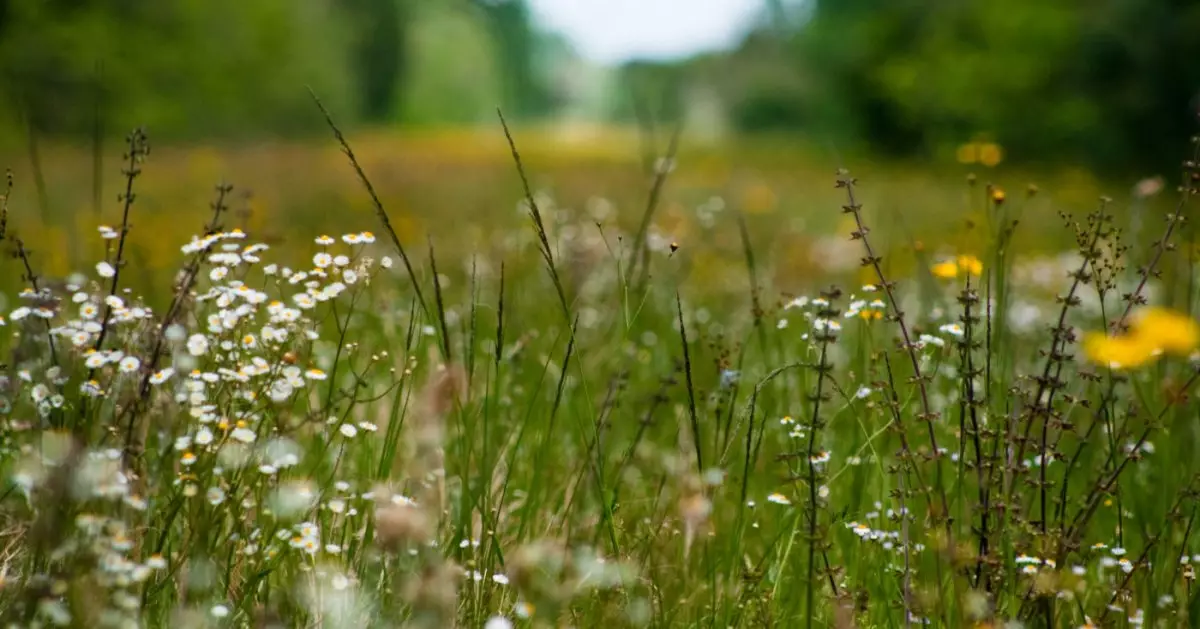 De què parlen les males herbes? Determinar les característiques del sòl sobre les plantes