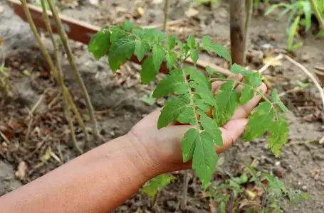 Kasakit tomat: 5 paling umum 2114_15