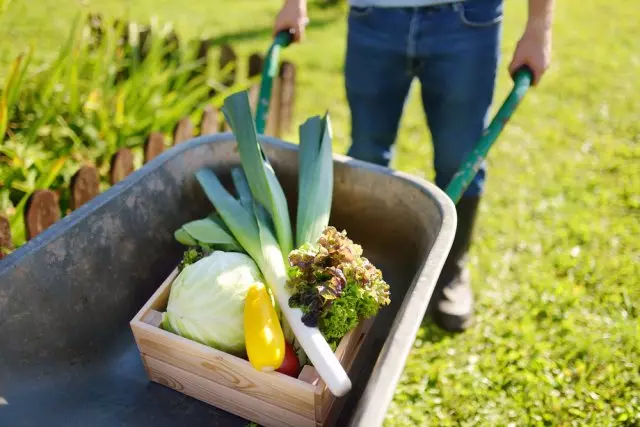 Sayur ngembang